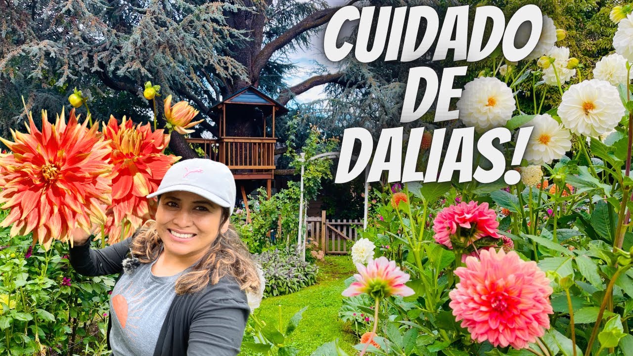 Cómo cuido y crezco mis dalias/les comparto mi secreto sobre mis dalias. #jardines #dalias - YouTube