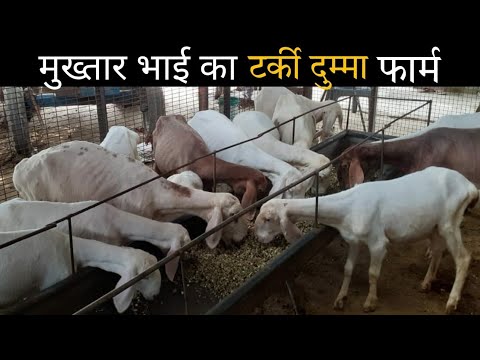 Mukhtar bhai ka turkey dumba farm | turkey dumba | dumba goat | dumba ...