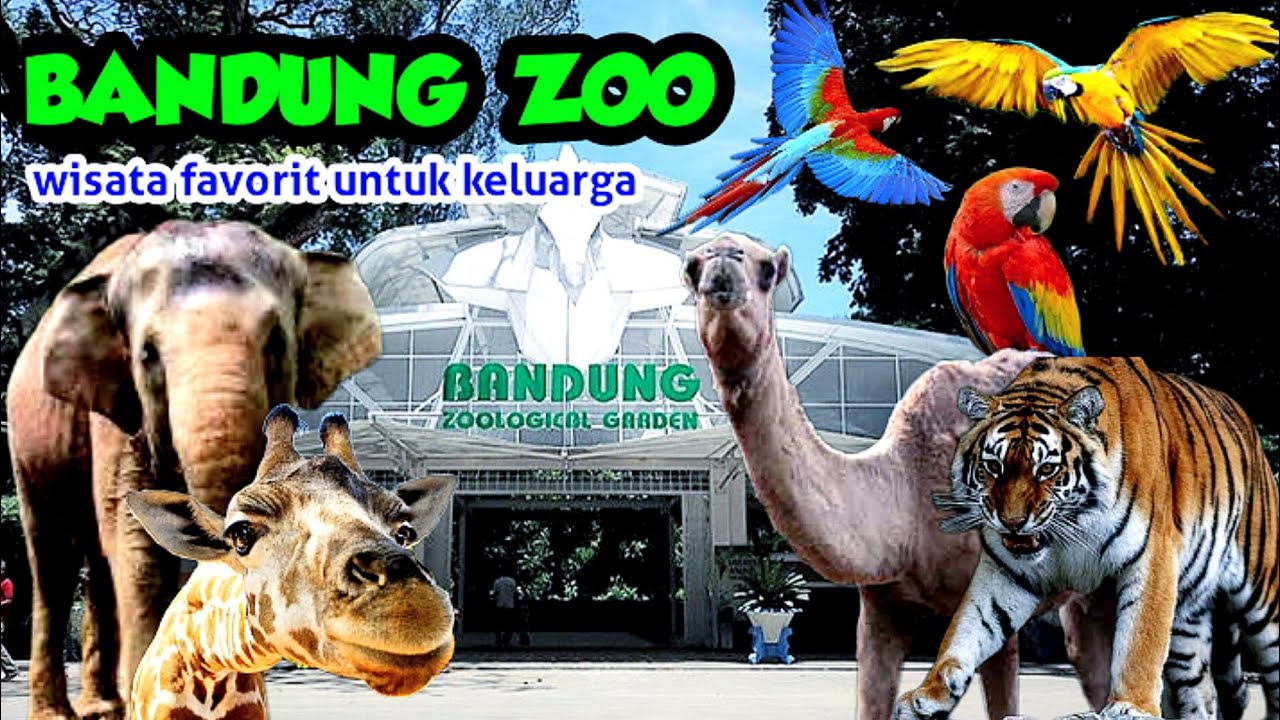 Petualangan seru di Bandung zoo wisata kebun binatang bandung jawa ...