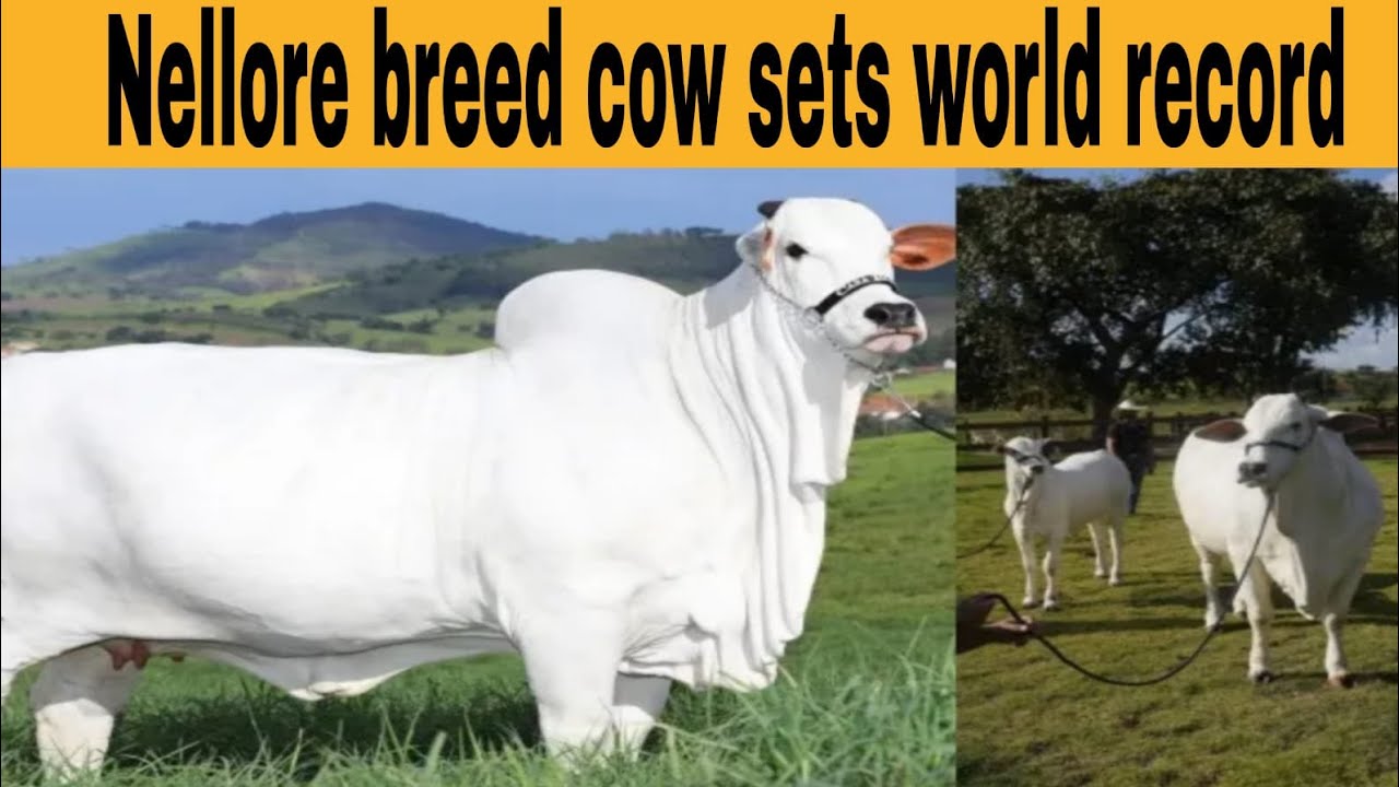 "Rs. 40 crores.." World record Nellore breed Cow 🐄.. #buymote - YouTube