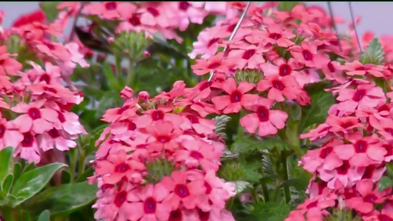 The Novi Flower Art and Home Show on Live in The D - YouTube