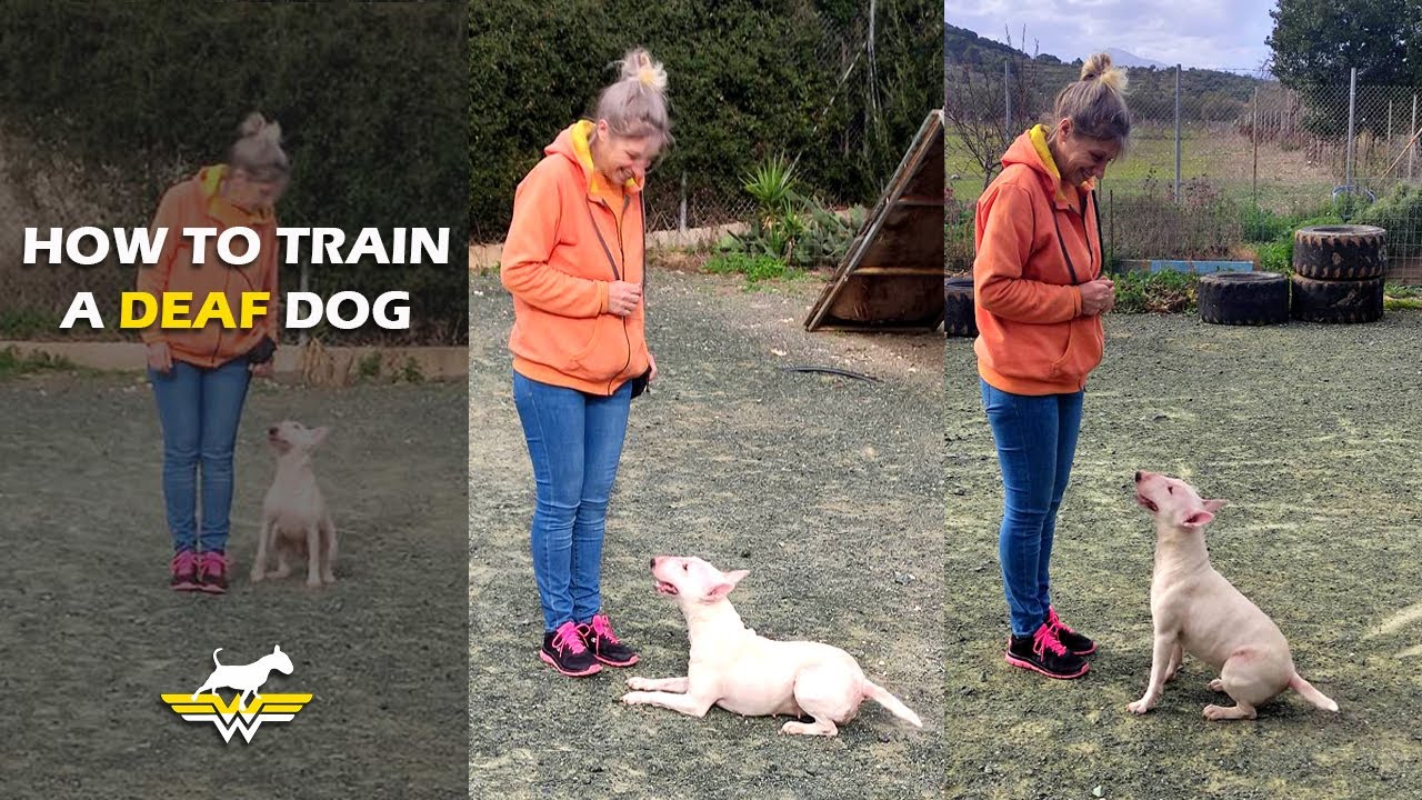 How to train a Deaf Bull Terrier .Training tips ! - YouTube