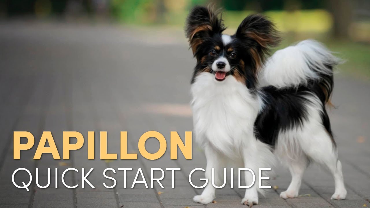 Papillon Grooming Supplies (Quick Start Guide) - YouTube
