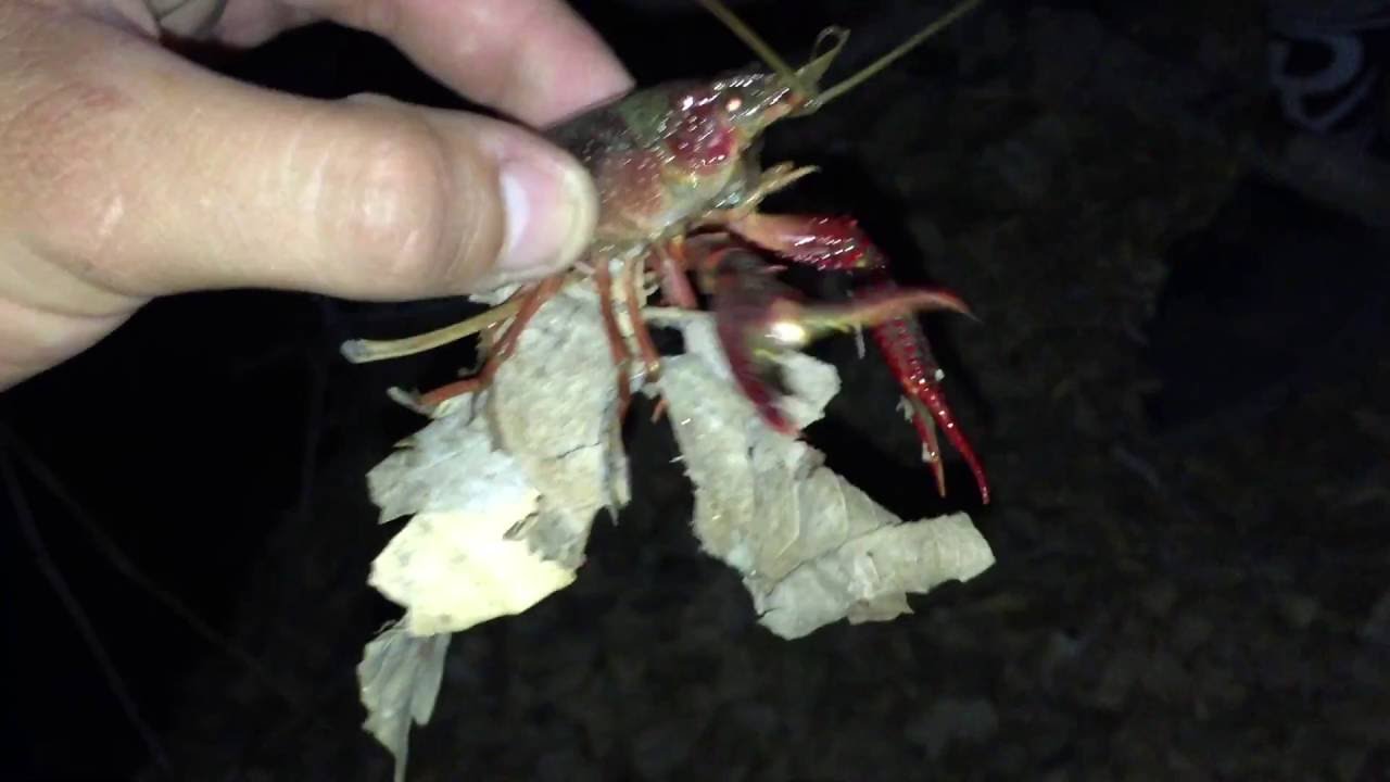 Fishing for Crawfish in the Los Angeles River - YouTube