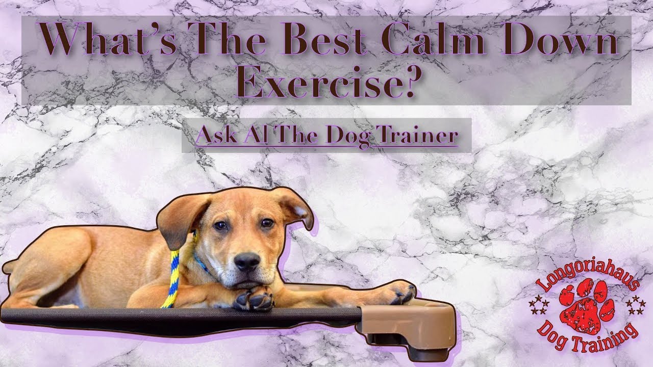 What's The Best Calm Down Exercise - Tips From Al the Dog Trainer - YouTube