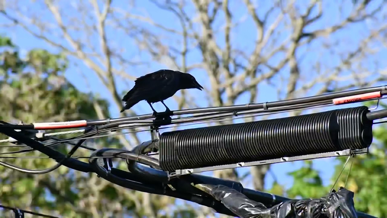 Fledgling American crow vocalizations slowed down - YouTube