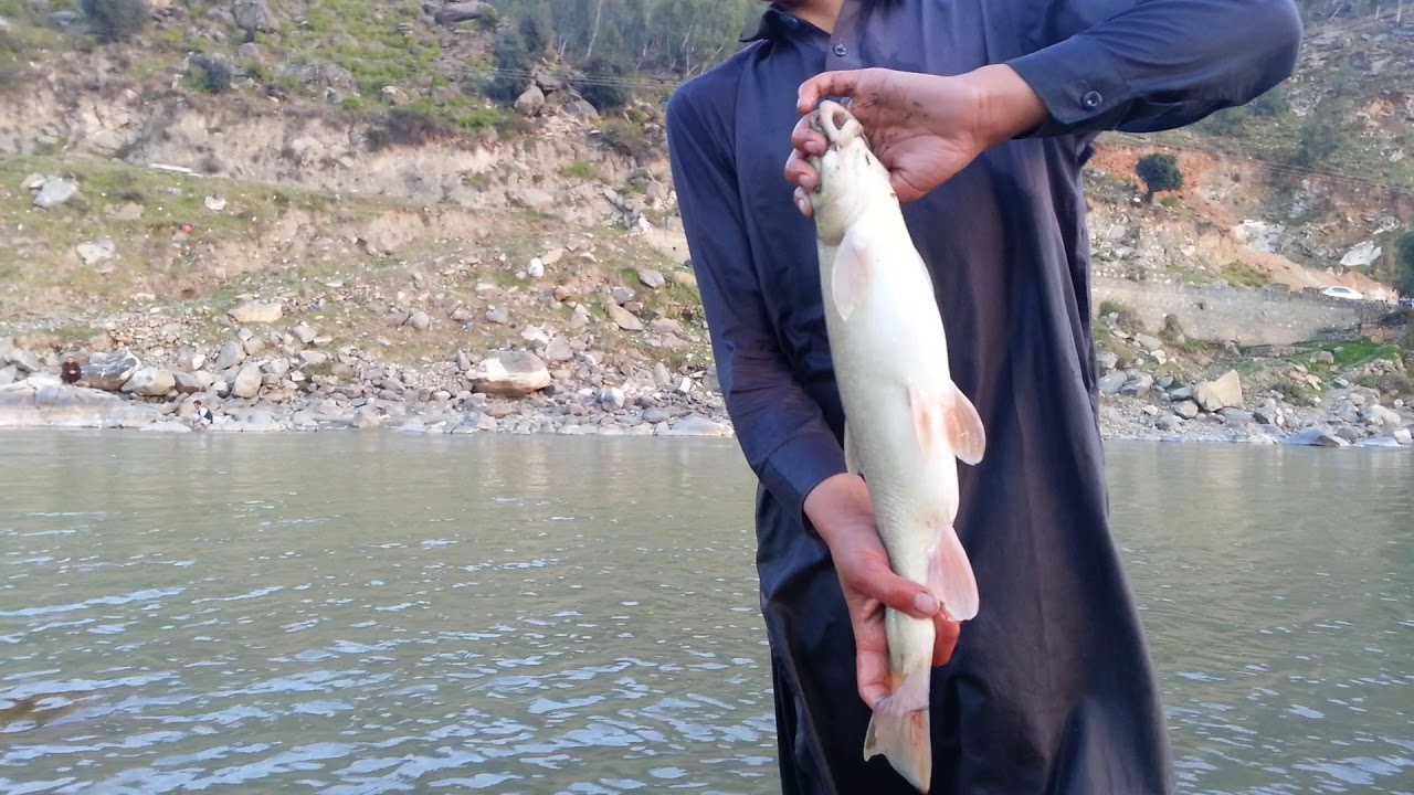 Fish hunting in panjkora river dir lower pakistan #beauty of nature ...
