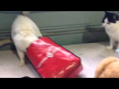 Cat with head in bag - YouTube