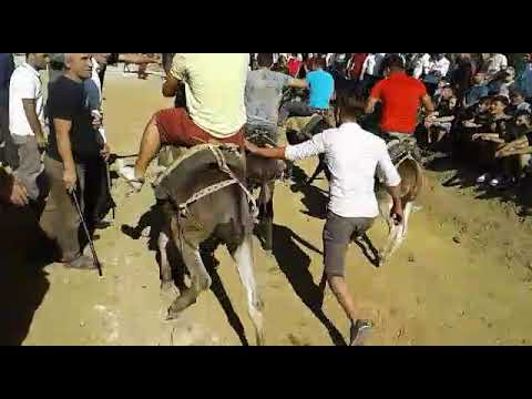 Asarder 2017 eşek yarışı