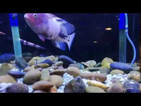 Marble Fenestratus Vieja Cichlid - YouTube