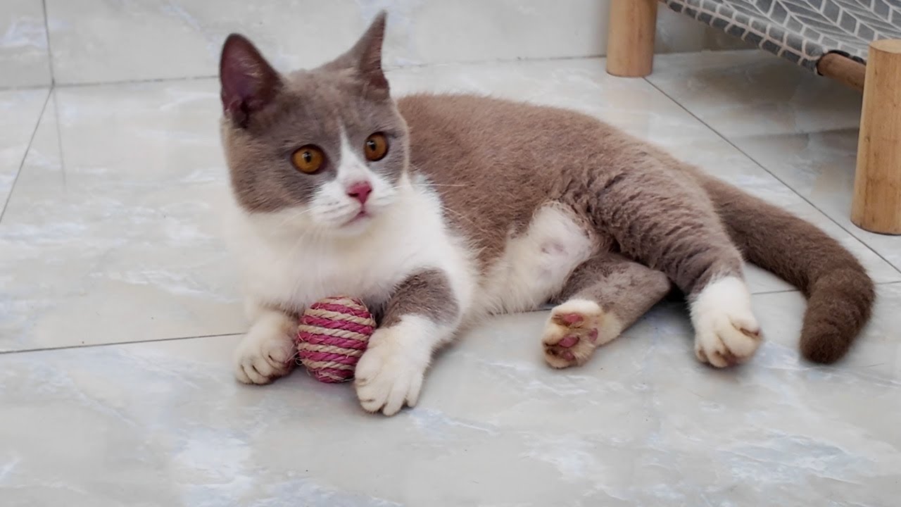 A new toy that our cat Lili loves!so cute... - YouTube