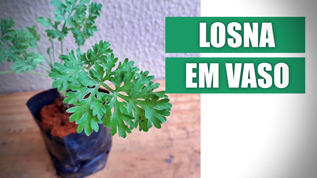 COMO PLANTAR LOSNA (ABSINTO) - YouTube