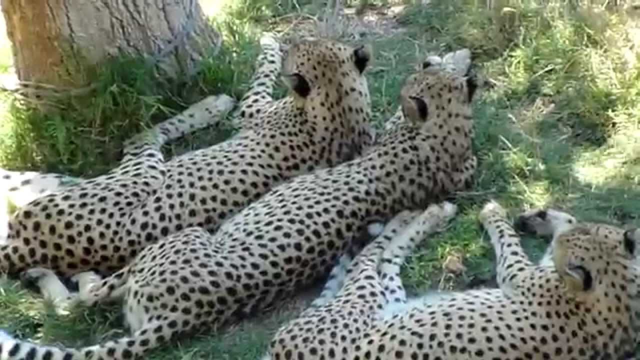 Bioparque Temaiken - YouTube