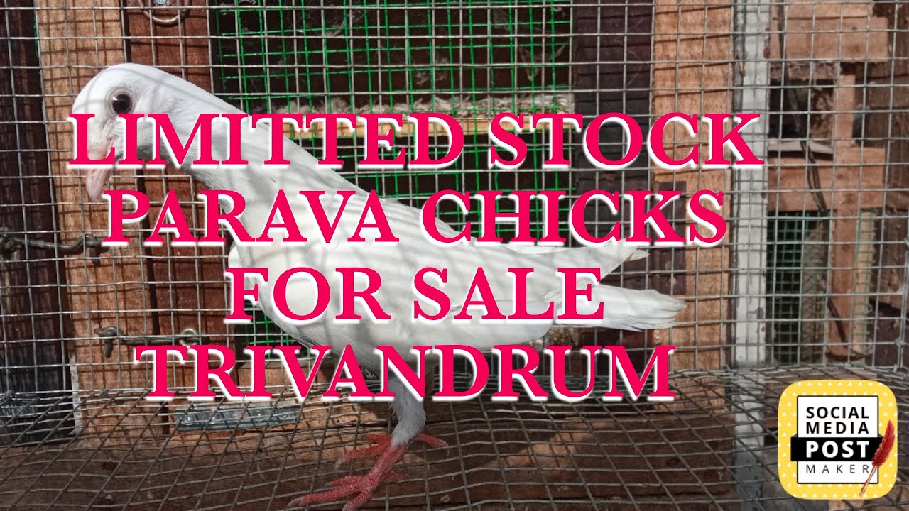 പറവ കുഞ്ഞുങ്ങൾ വില്പനയ്ക് parava chicks for sale Abhijith Trivandrum 79 ...