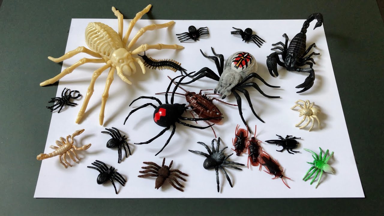 Insect Toys Zuru Robo Alive.Robotic Crawling Cockroach And Spider.Look ...