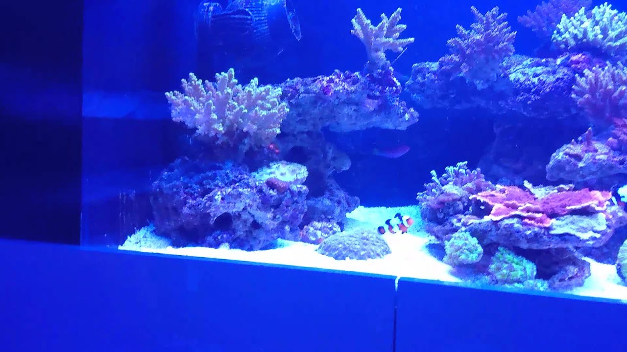 My new sps reef tank "reef island" - YouTube
