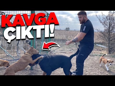 Pitbull REİNA Rottweiler Tehlike TYSON’A DALDI!
