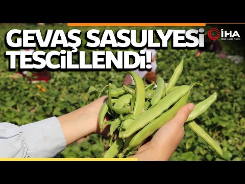 Van’ın ‘Gevaş Fasulyesi’ Tescillendi
