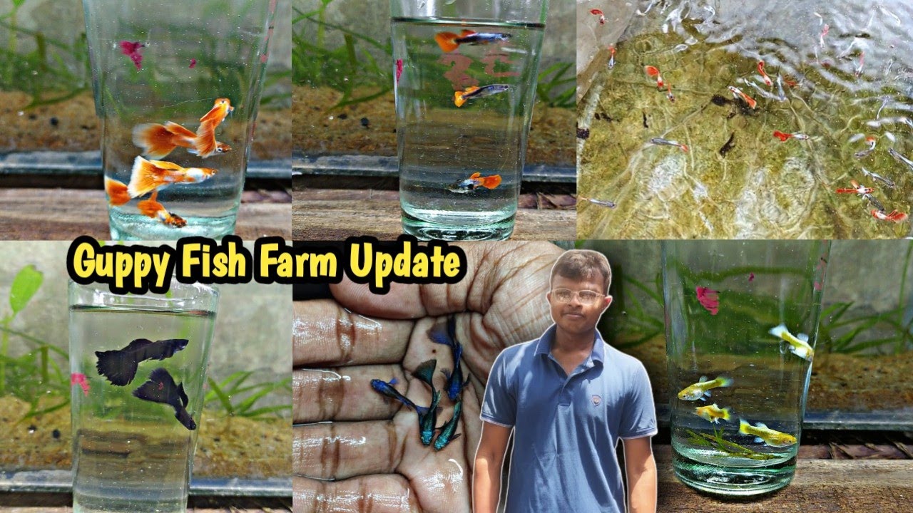 Exotic Guppy Farm Kolkata|Exotic Guppies Farm Visit||New Guppies ...