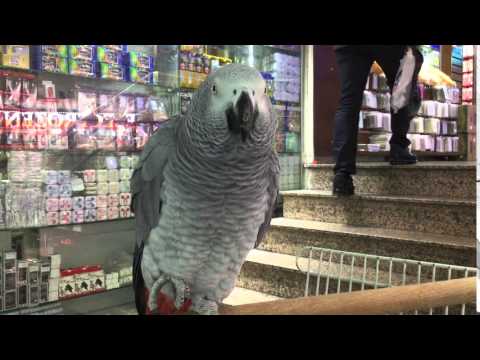 Islık Çalan Papağan-2