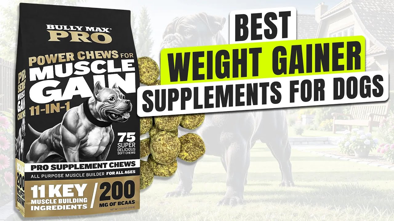 3 BEST Weight Gainer Supplement For Dogs - YouTube