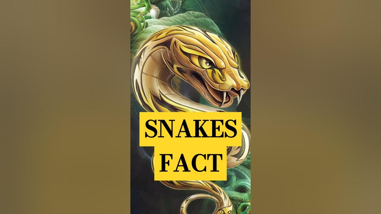 SNAKES Can SWALLOW Preals WHOLE?! 🐍😲👀 - YouTube