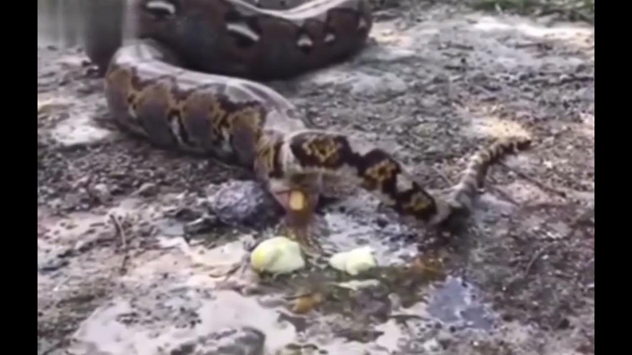 #snake #pooping #snakevideo - YouTube
