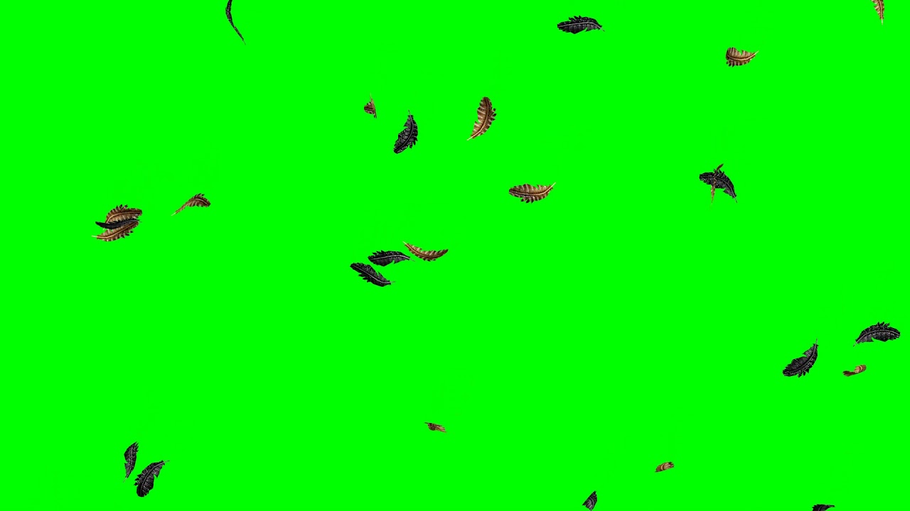 Falling Feather Brown & Black HD Animation - green screen effect - YouTube