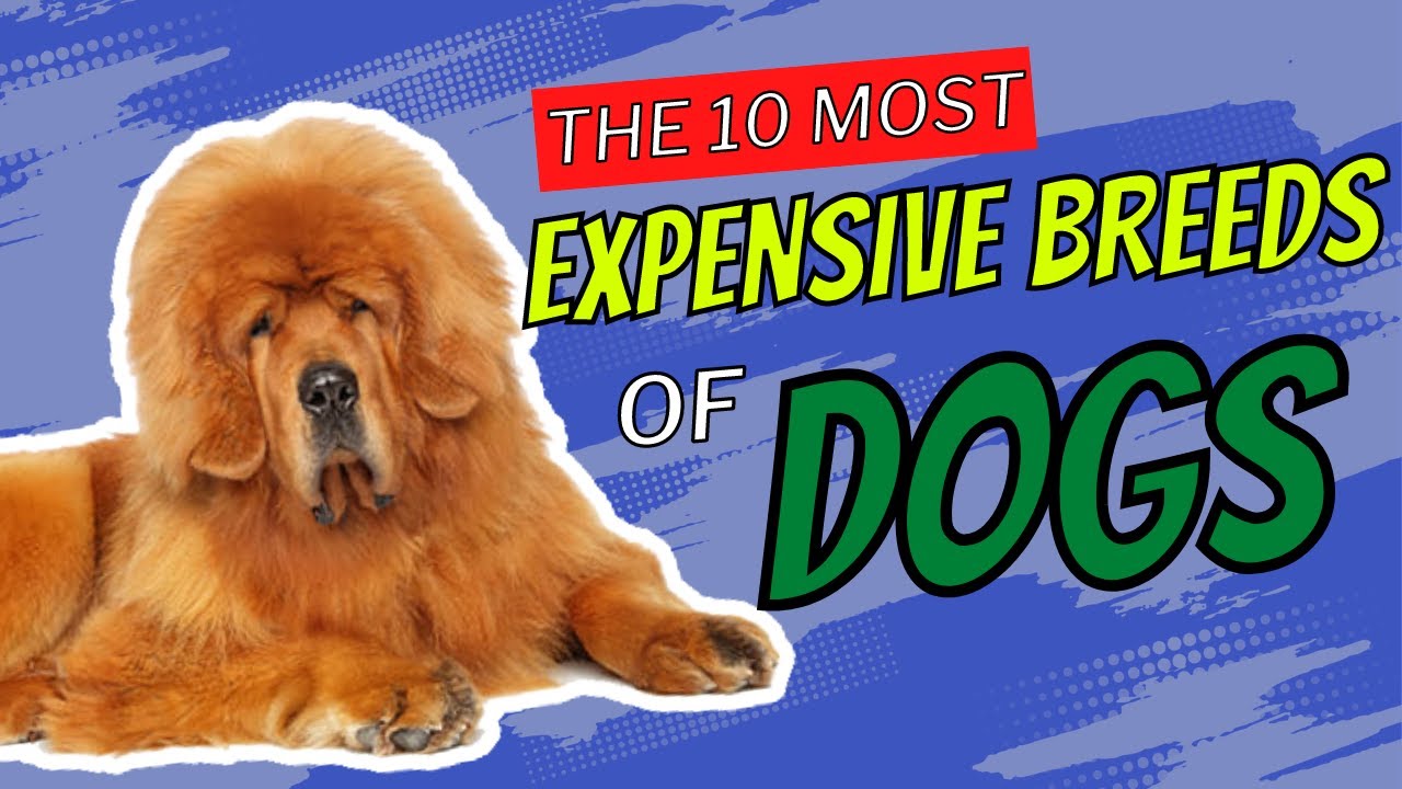 The 10 Most Expensive Breeds of Dogs - YouTube
