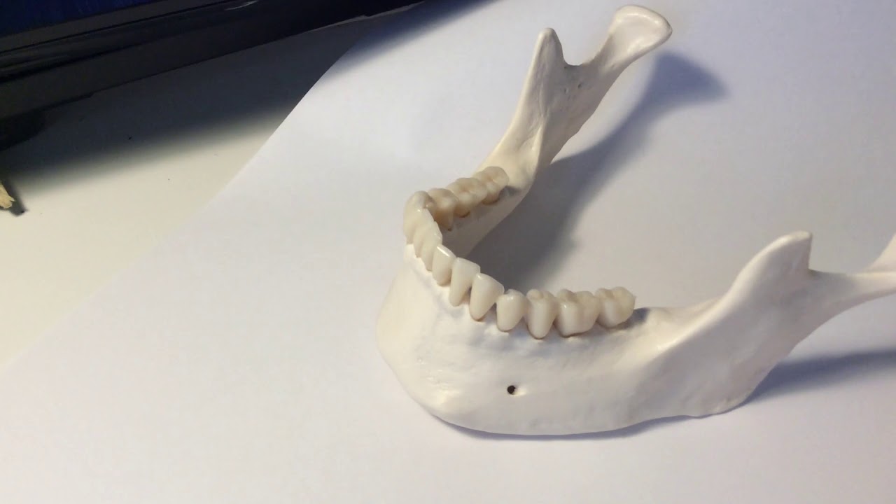 Mandible Model