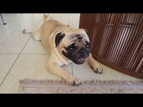 PUG KOPEK: LINDA'YI NASIL SAHIPLENDIM