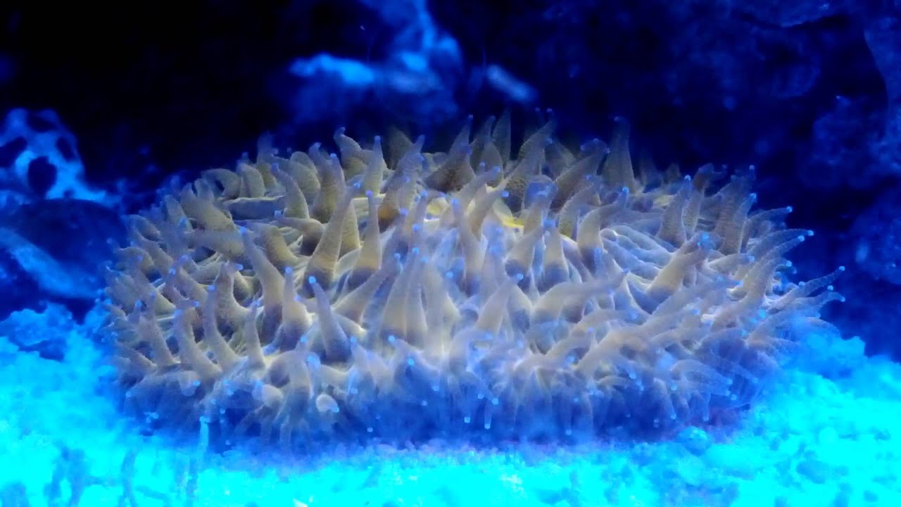Orange Aussie plate coral - YouTube