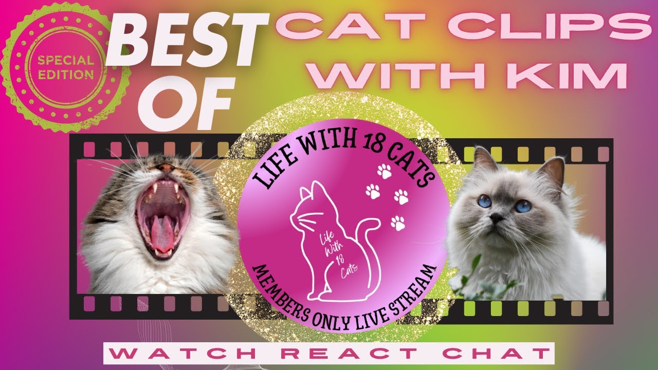 BEST OF Cat Clips With Kim | Members Exclusive | Life With 18 Cats ...