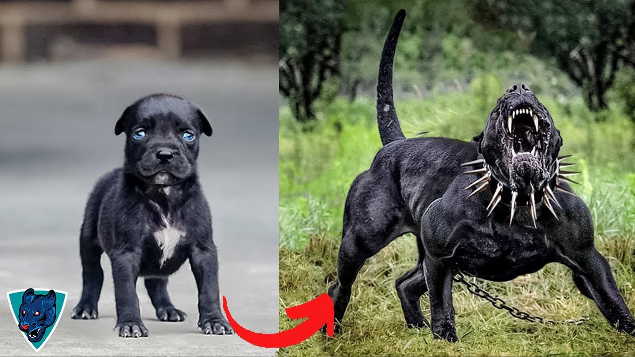 Beast Transformation - Baby Animals Transform to Beast - YouTube