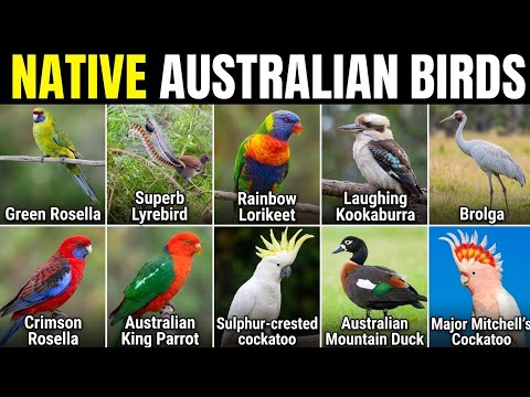 10 Australian Birds You Won't Believe Are Real!