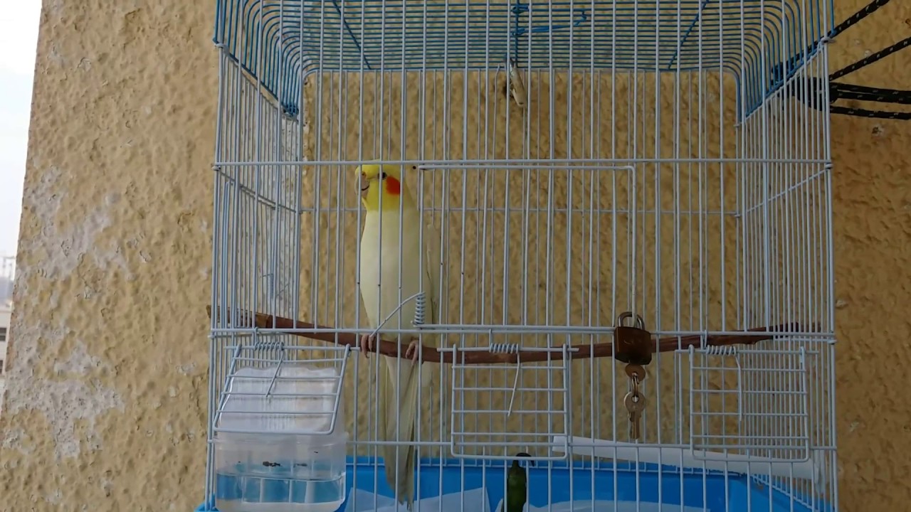 Cockatiel dancing - YouTube