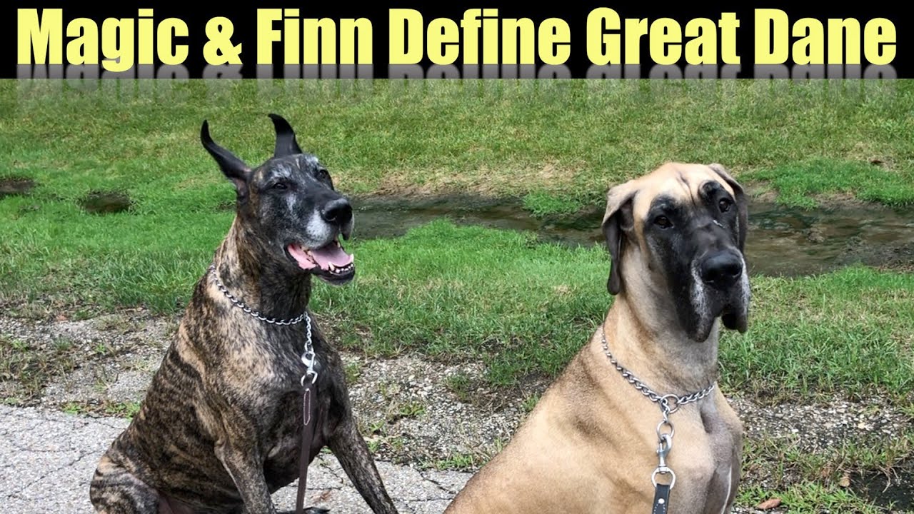 Magic & Finn Define Great Danes - YouTube