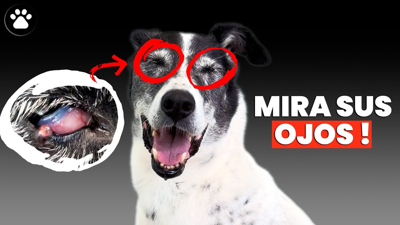 Ajoo Necesita Nuestra Ayuda!… Una Pequeña Cirugía para un Gran Corazón ...