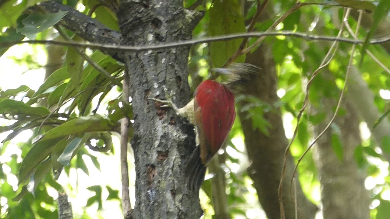 Luzon Flameback - YouTube