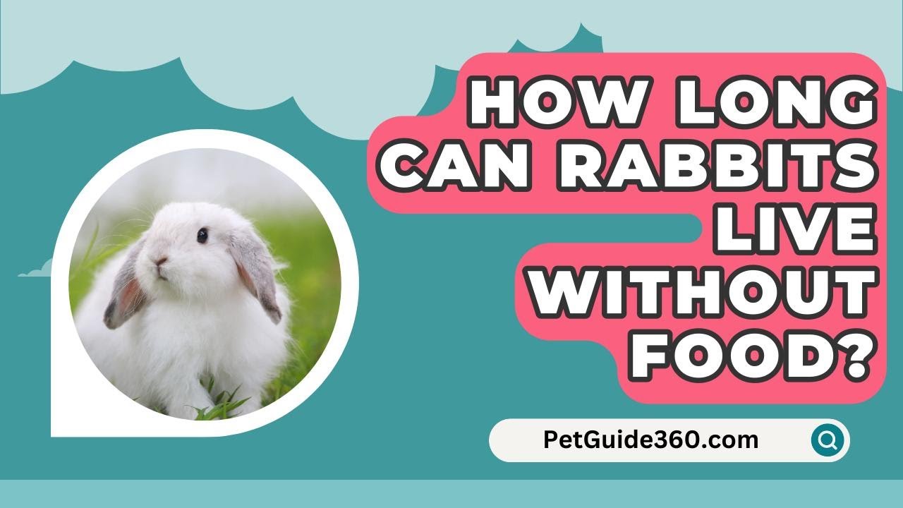 How Long Can Rabbits Live Without Food? - PetGuide360.com - YouTube