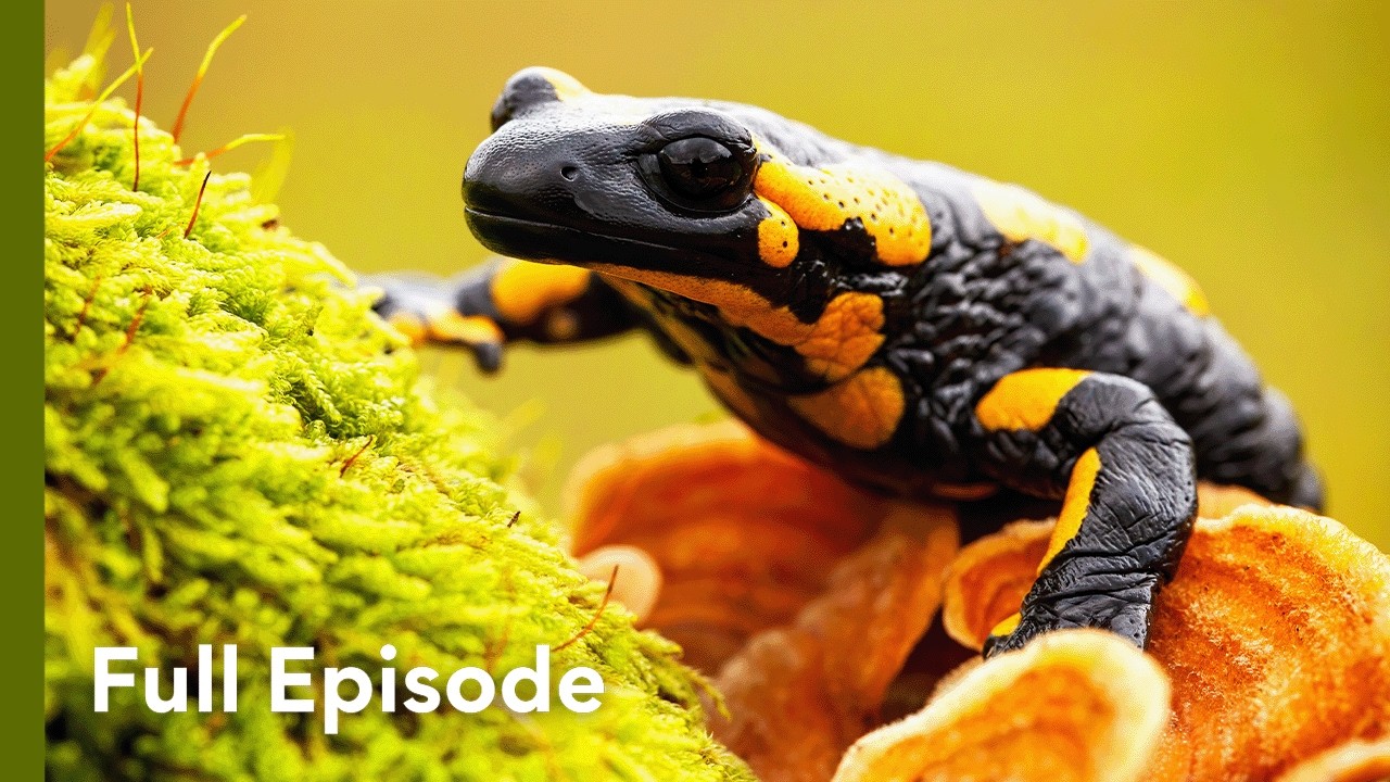Outsmarting Death: How Prey Animals Beat Their Predators | Attack and ...