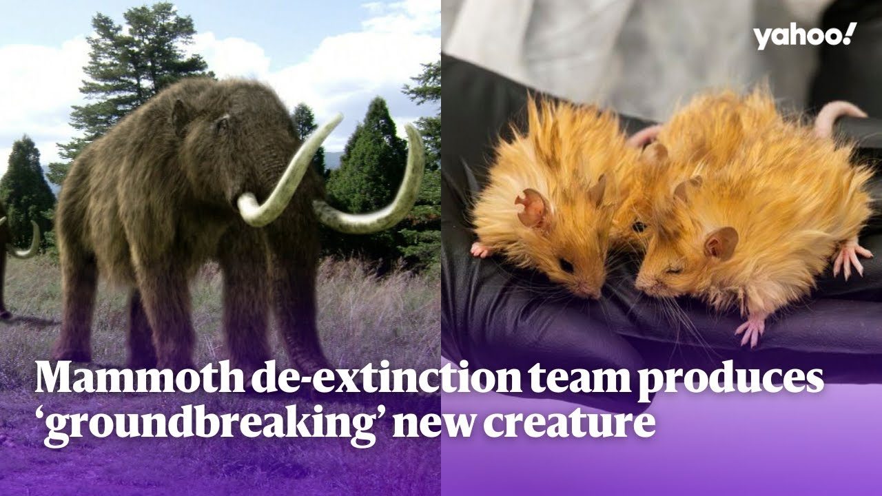 Mammoth de-extinction team produces ‘groundbreaking’ new creature ...