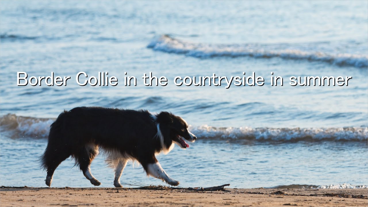 Border Collie in the countryside in summer【Cainの夏】 - YouTube