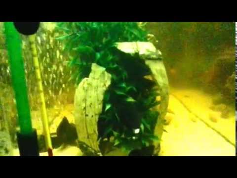 Hayalet balığı devam4