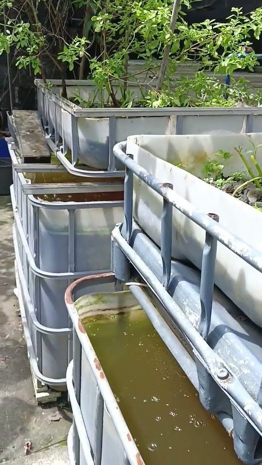 Aquaponics - YouTube