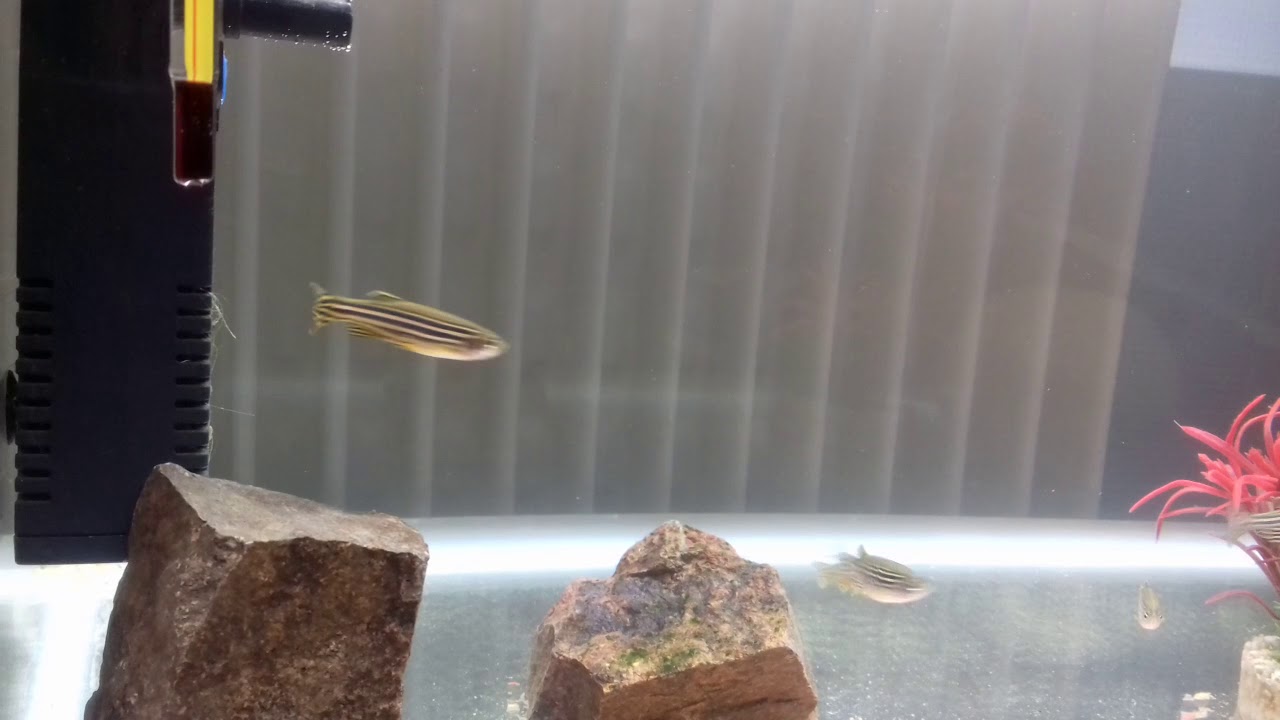 2019, Reproduction Danîo Rerio : étape 1: "le sexage" - YouTube