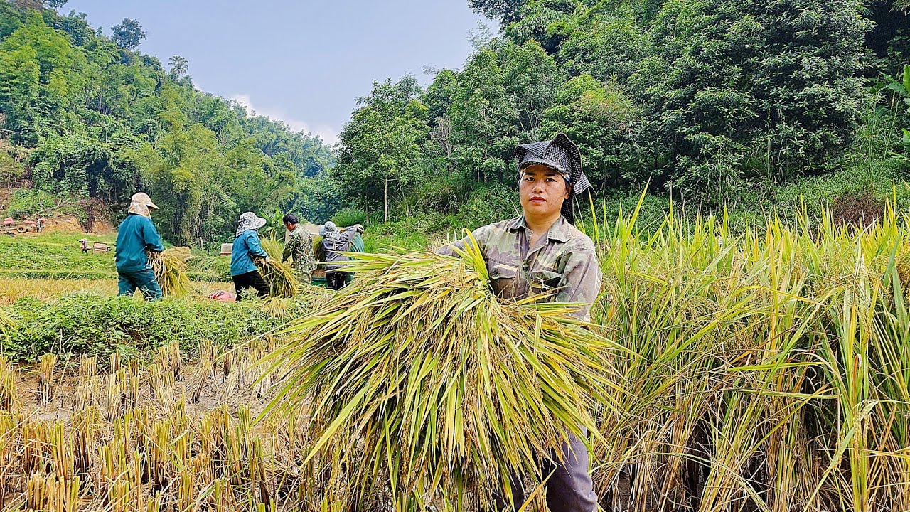 How do poor Vietnamese rural people harvest rice? - YouTube