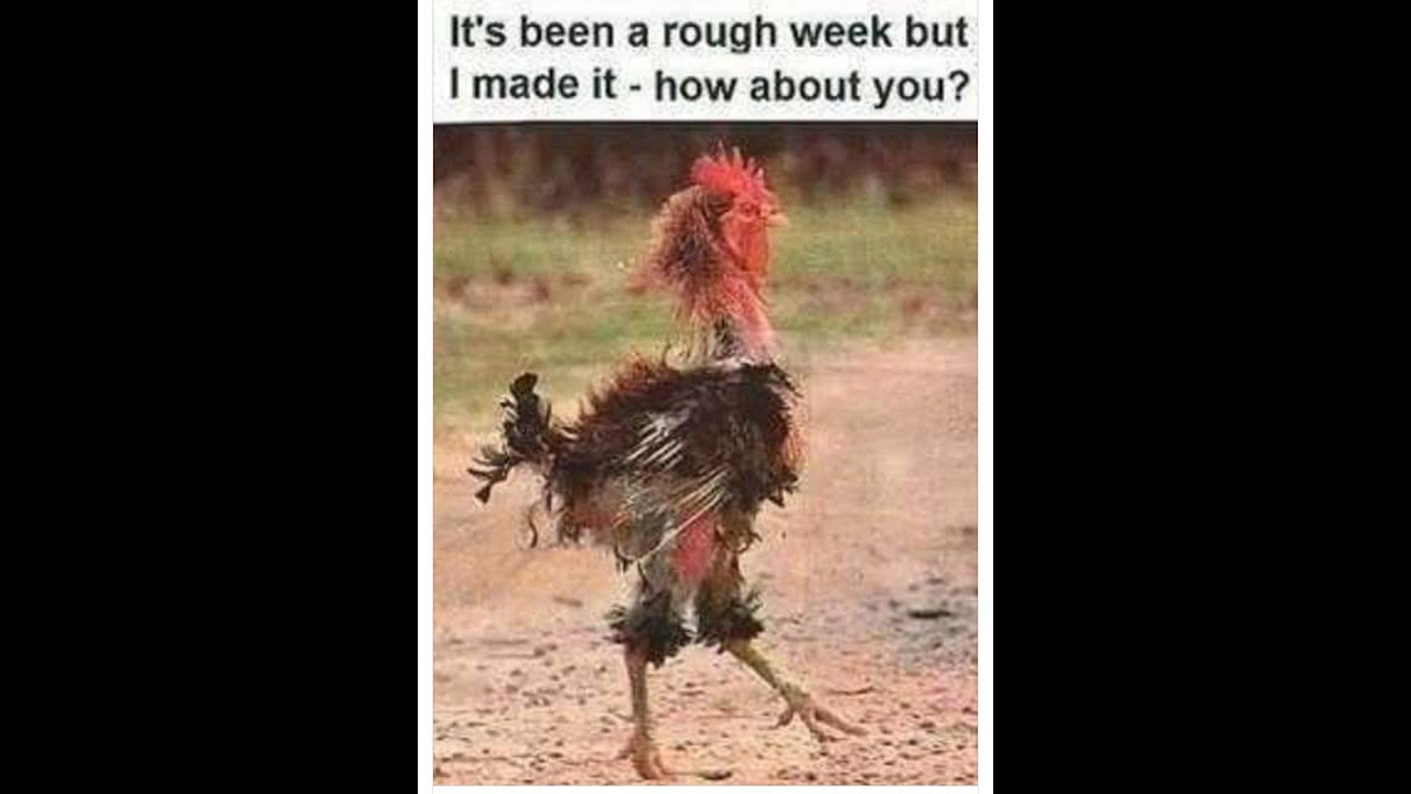 All this talk about Chicken is making Mark the chicken frazzled - YouTube