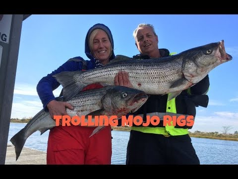 Trolling Striped Bass on MoJo Rigs - YouTube