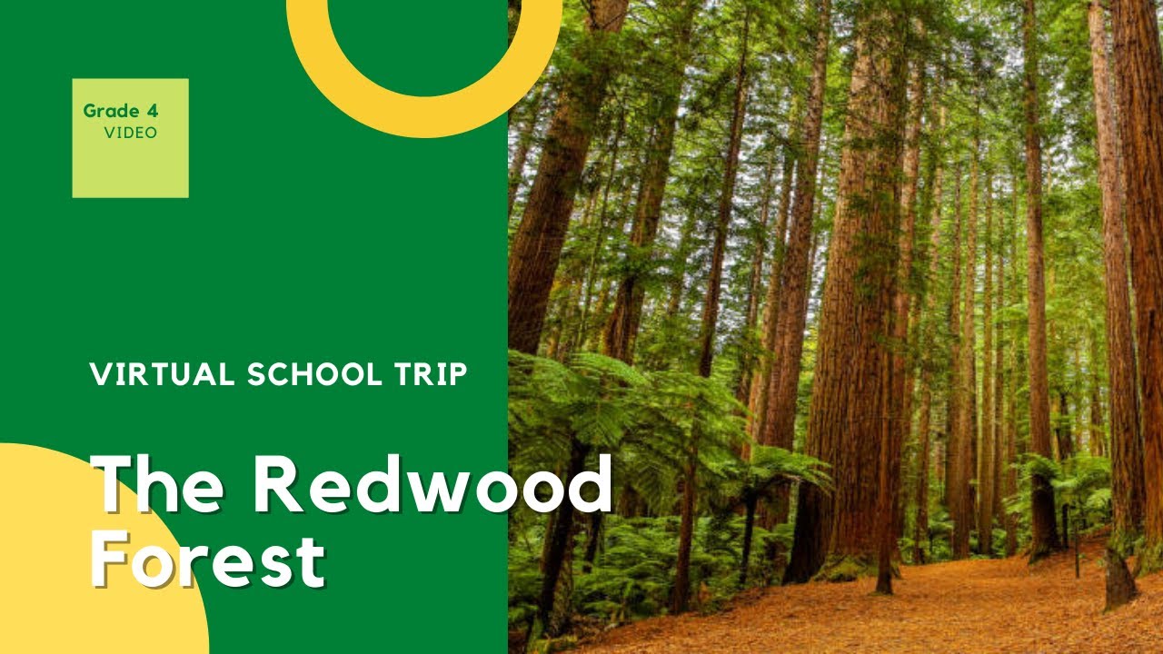 Virtual School Trip to The Redwood Forest - YouTube